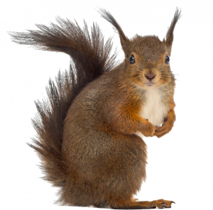 How Do You Get Rid Of Squirrels in the Loft? All You Need to Know