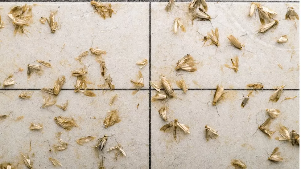 How To Get Rid Of Clothes Moths | PestGone Moth Pest Control