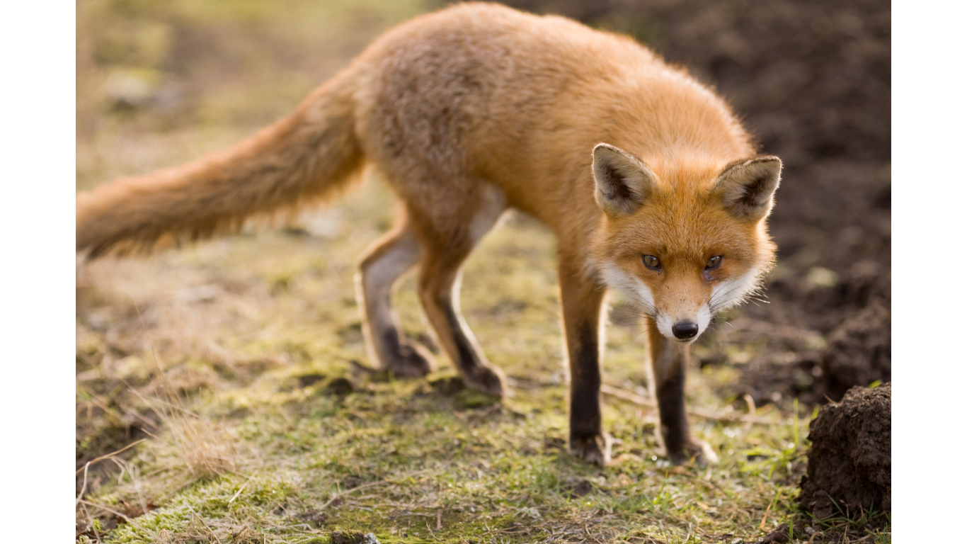 Pest Fox Control & Proofing Services in London | Pest Gone