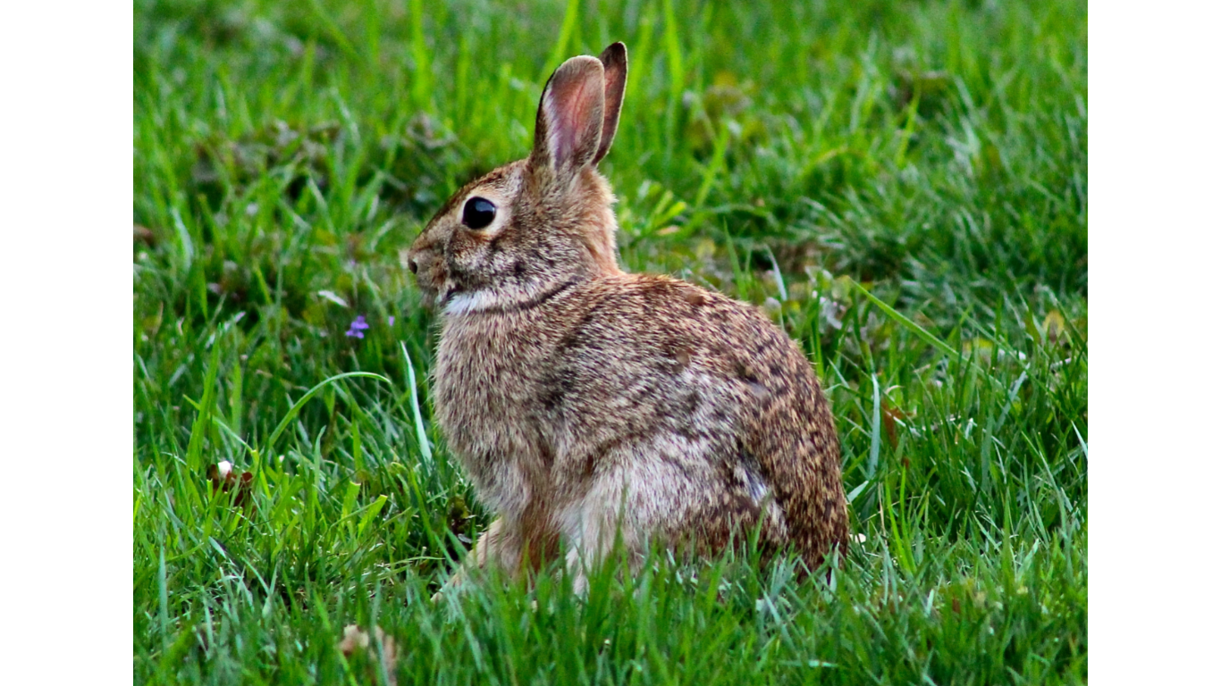 RABBIT CONTROL - PestGone Environmental