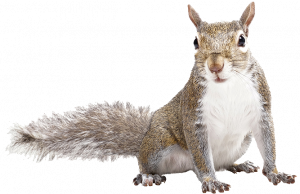 How Do You Get Rid Of Squirrels in the Loft? All You Need to Know