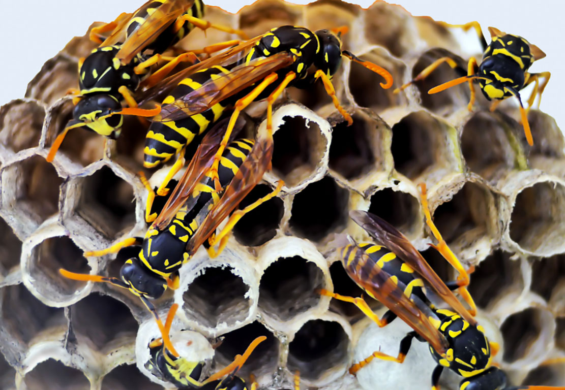 What Is The Point of Wasps | PestGone Wasp Pest Control