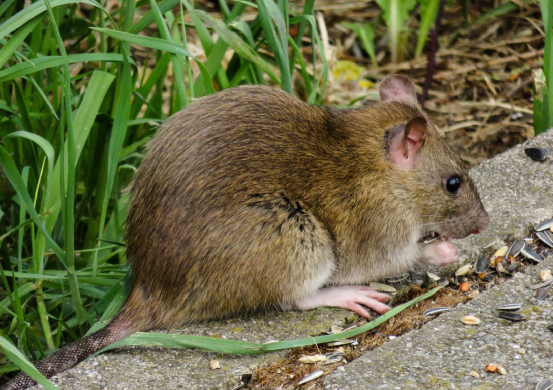 PestGone Expert Rat Pest Information | Pest Control Rats